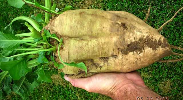 Seminte si plante de gradina hobby: Sfecla de zahar