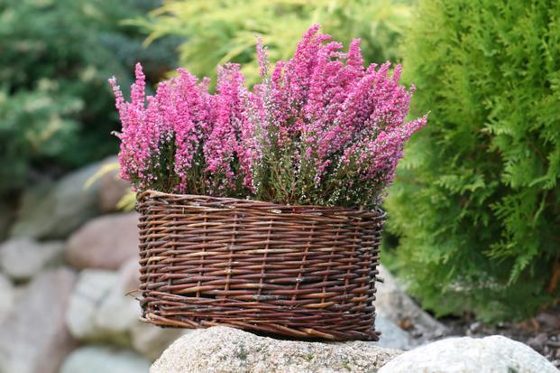 It's so easy DIY blog: Moje inspiracje - jesienne kwiaty