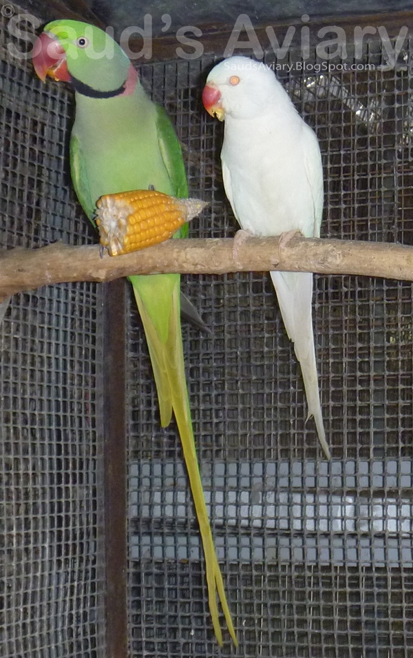 Alexandrine Parakeet Mutations
