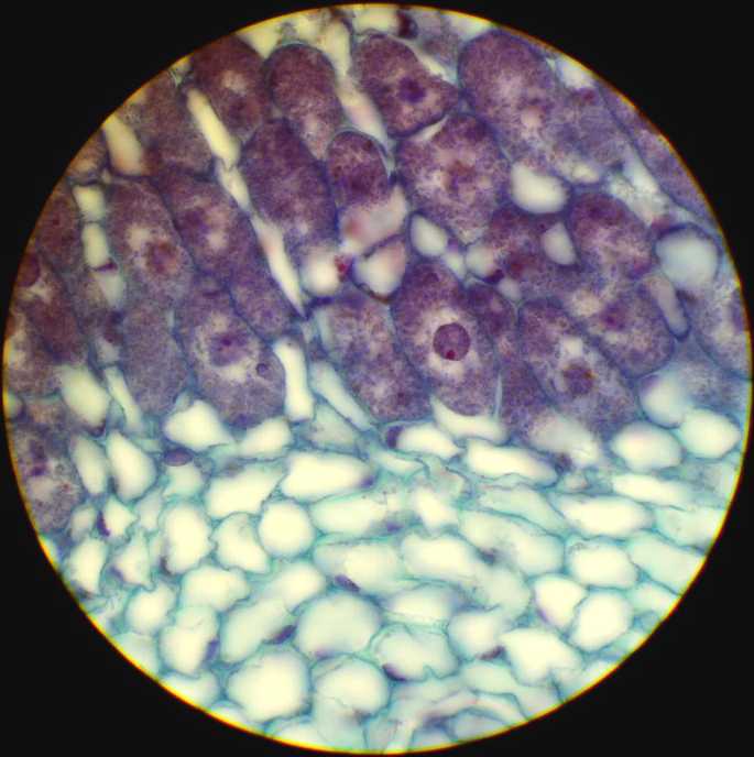 Rhizobium Leguminosarum