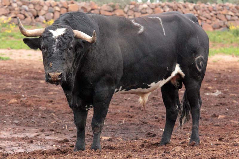 Toros con verdad: Pintas