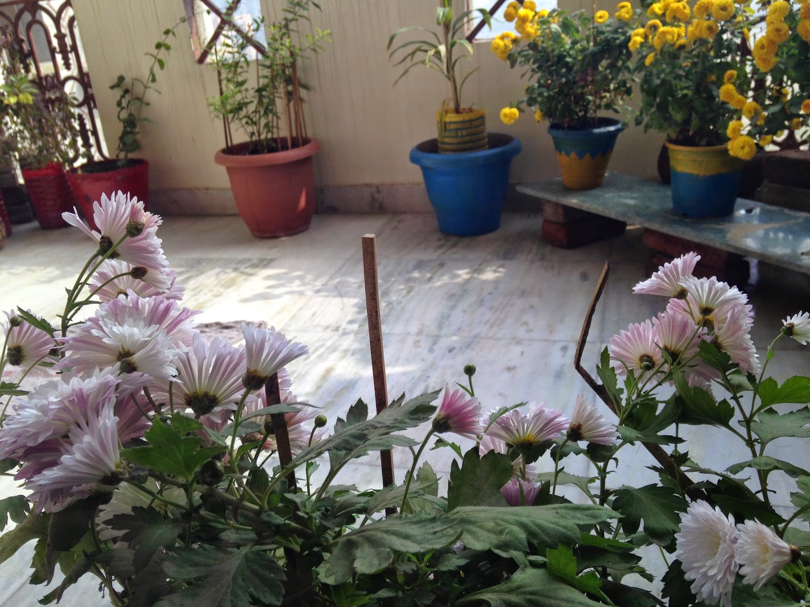 Hi I am Kaivi..: Blooming Mum's (Guldawari) In my Delhi Balcony