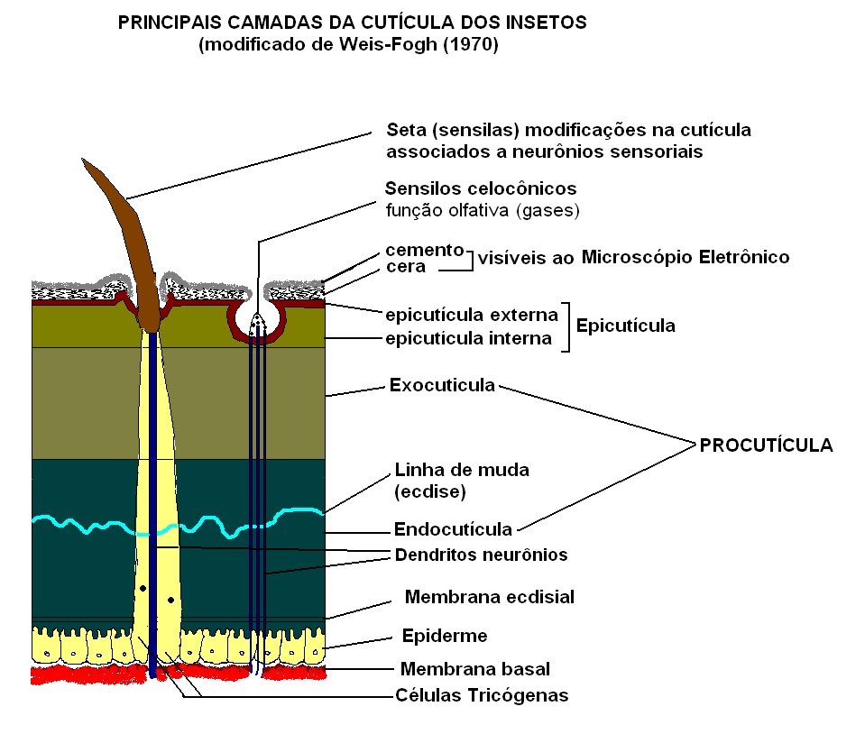 blogdaanabeatriz: Arthropoda