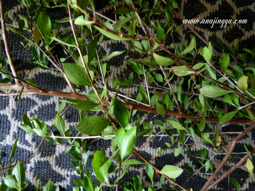 Antara Inai Tradisional dan Henna Mehndi