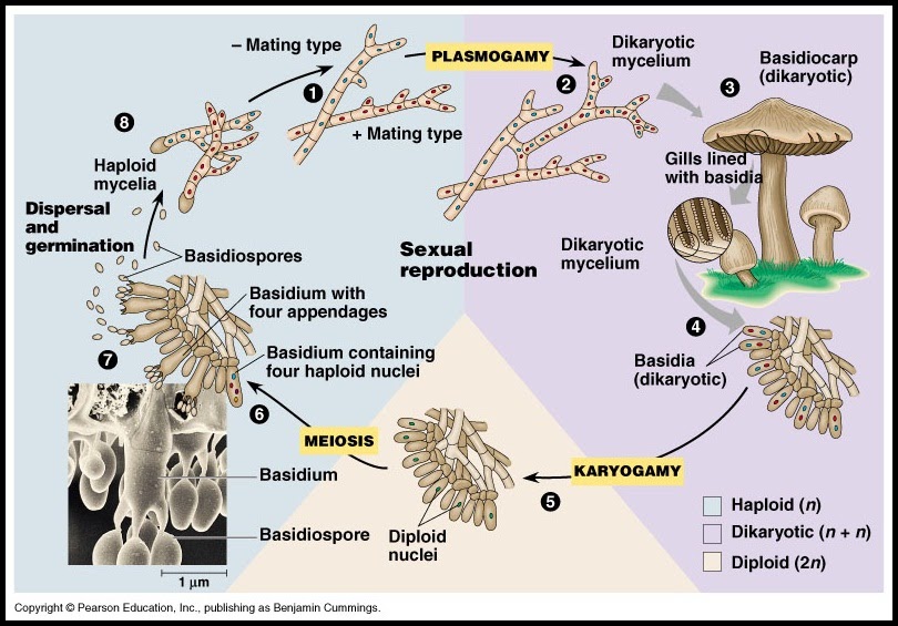 Basidiomycota: Reproduksi Basidiomycota