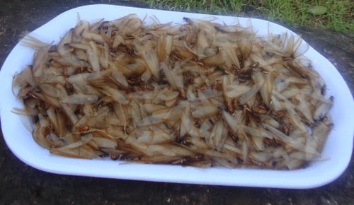 Elimu Asilia: KUMBEKUMBE HARVESTING IN THE WESTERN PART OF KENYA ...