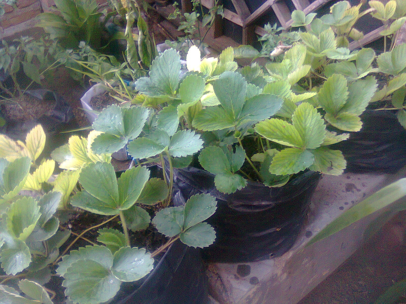 Alasan Batang Strawberry Berwarna Merah dan Ada Semut? - Guru Ilmuan