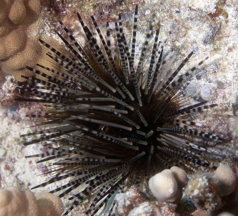Star of the East: Sea Urchin Facts