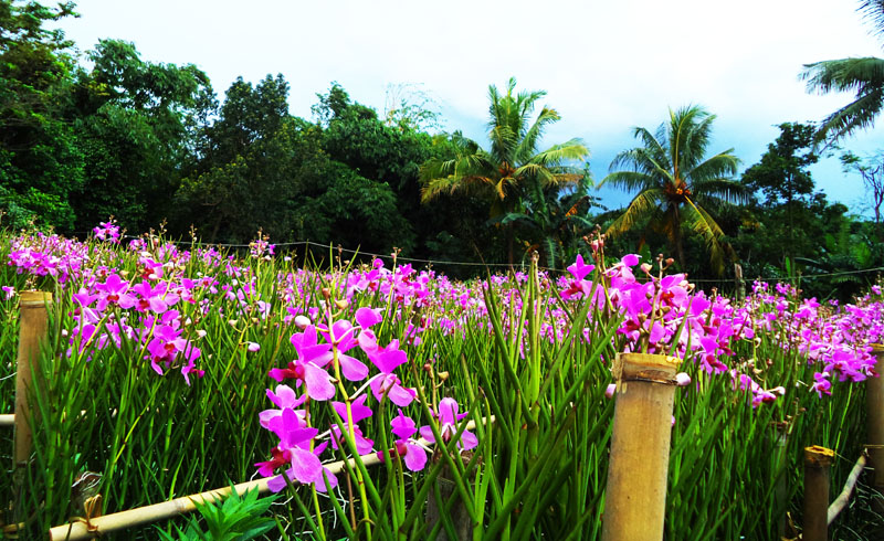 Baru 39+ Jenis Jenis Anggrek Tanah