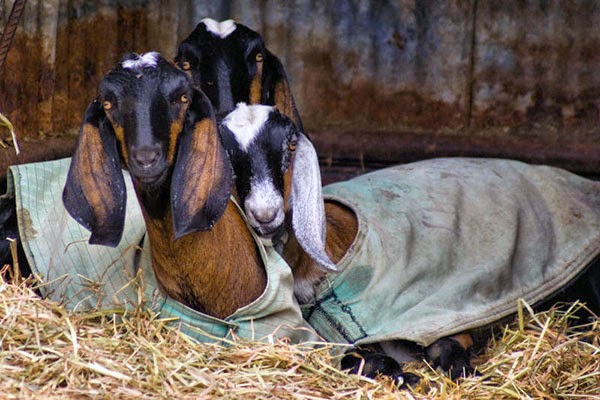 Options to Improve Traditional Goat Breeding: Stock Upgrading