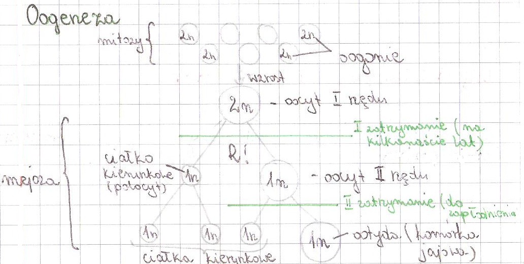 biologia: UKŁAD ROZRODCZY