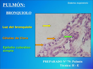 Anatomia patológica: Tema 1 . Histologia del aparato respiratorio