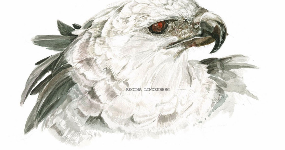 GAVIÃO REAL (CABEÇA) 0187 - REGINA LINDENBERG - AQUARELAS