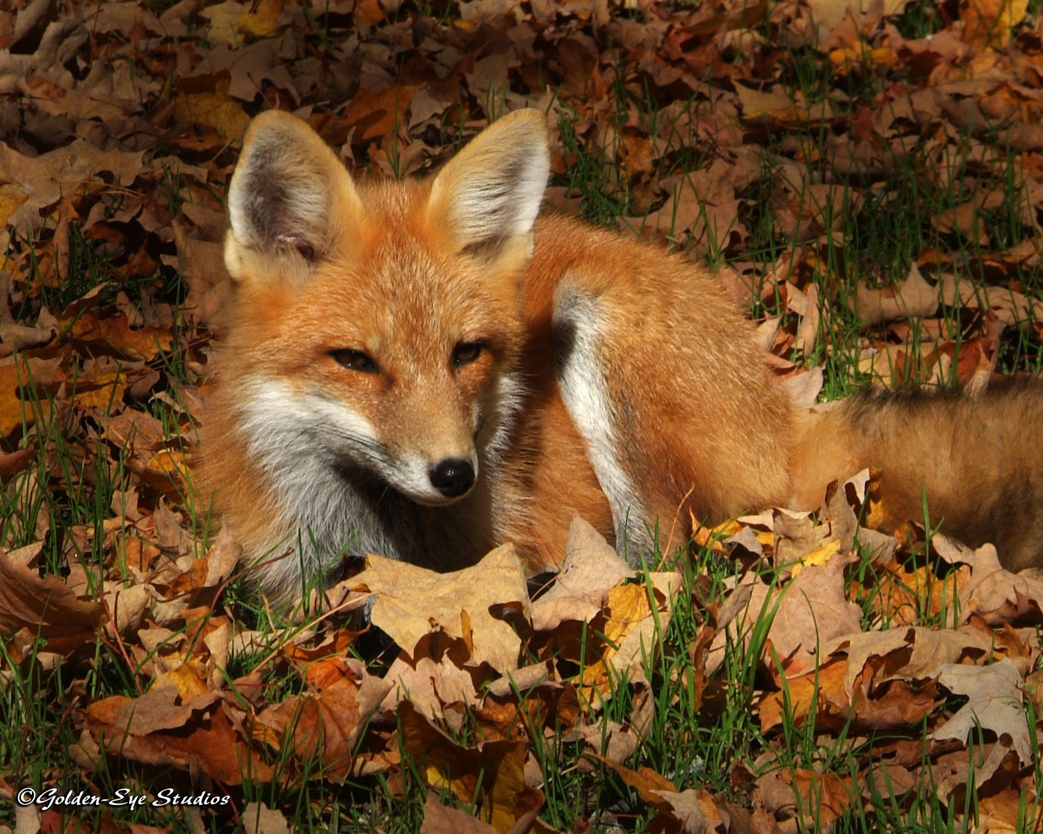 Golden-Eye Nature Photo Of The Day: Autumn Fox