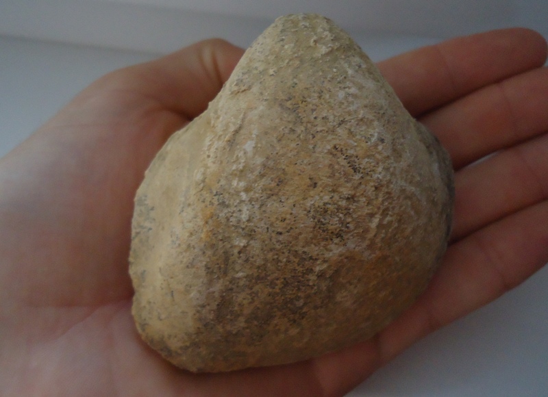 Fossils & Antiques: Fossil Sea Shell Mussel