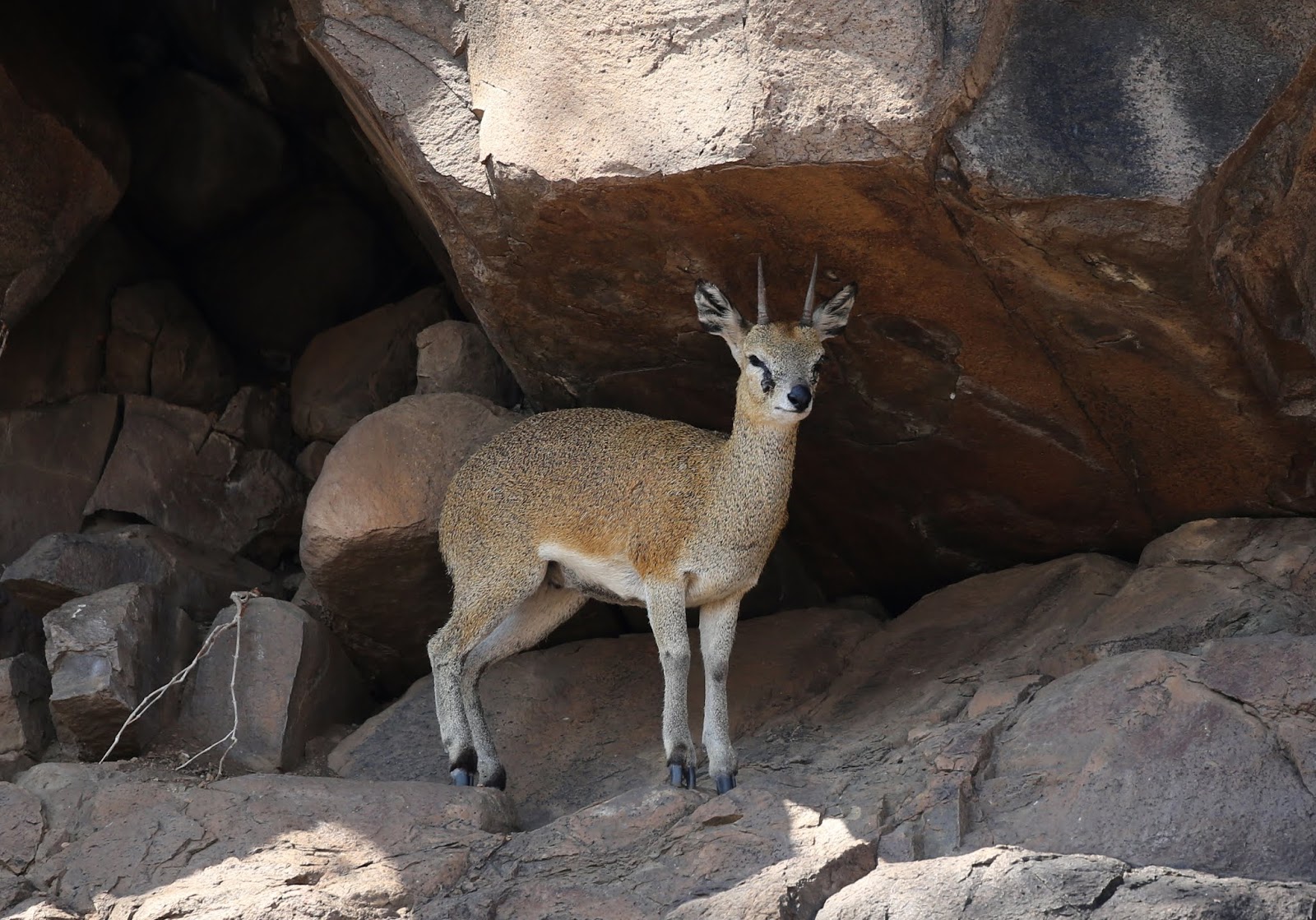 Worldbirder: Clare & Rowan's Africa trip!