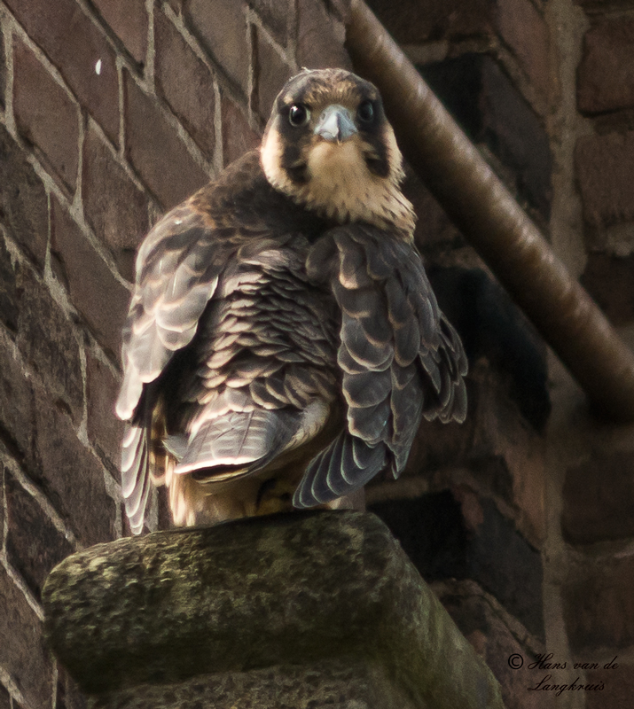De Slechtvalken van de Parkstraat: Mannetje Bavo, portret van een jonge ...
