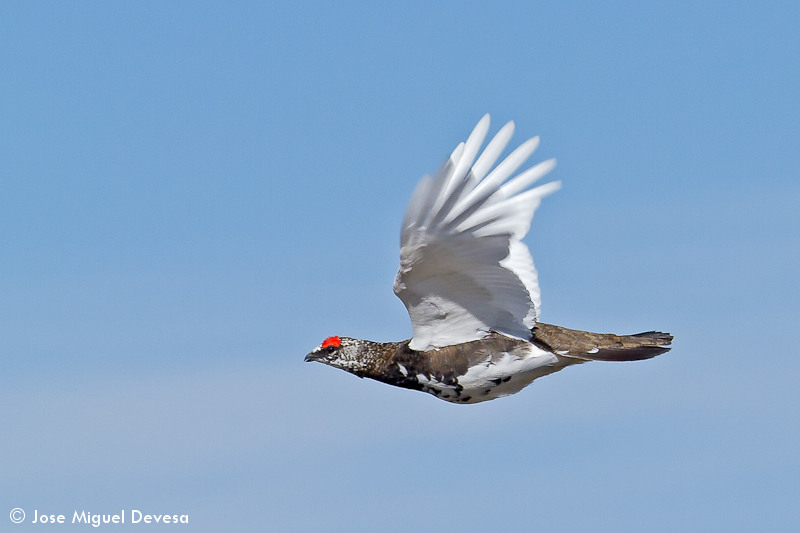 Miradas Cantábricas: A por las Perdices Blancas y algo más