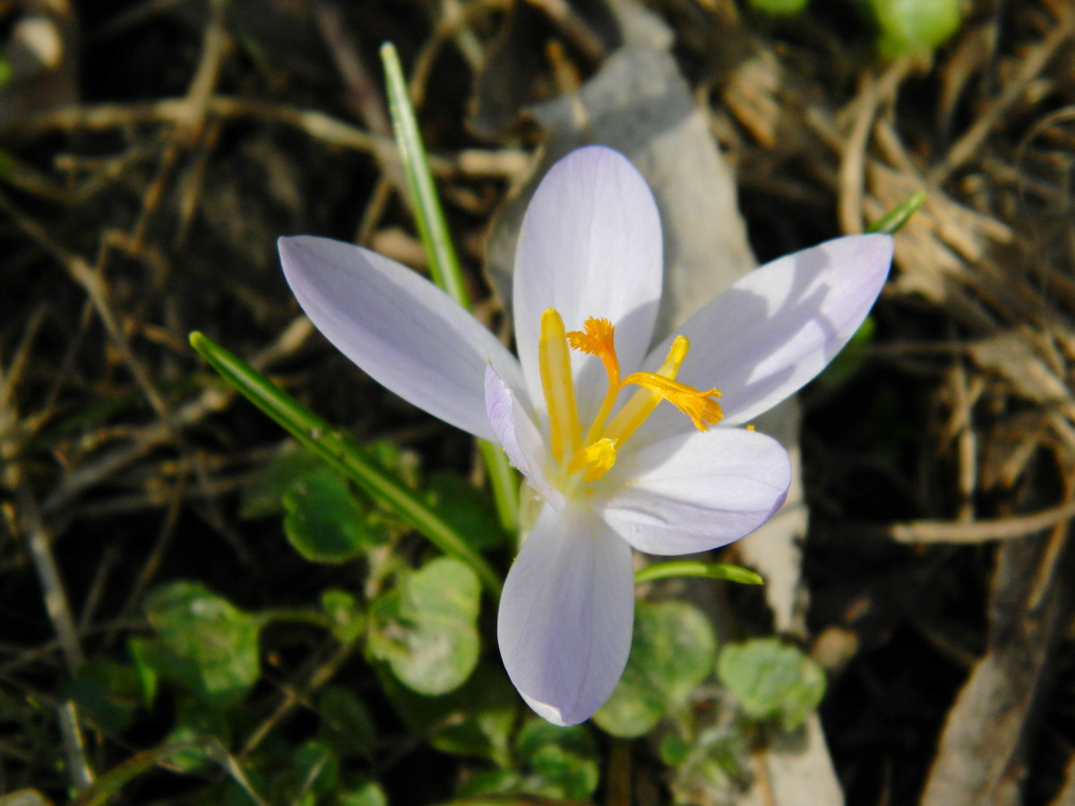 LA MULTI ANI, ROMANIA!: Primele branduse