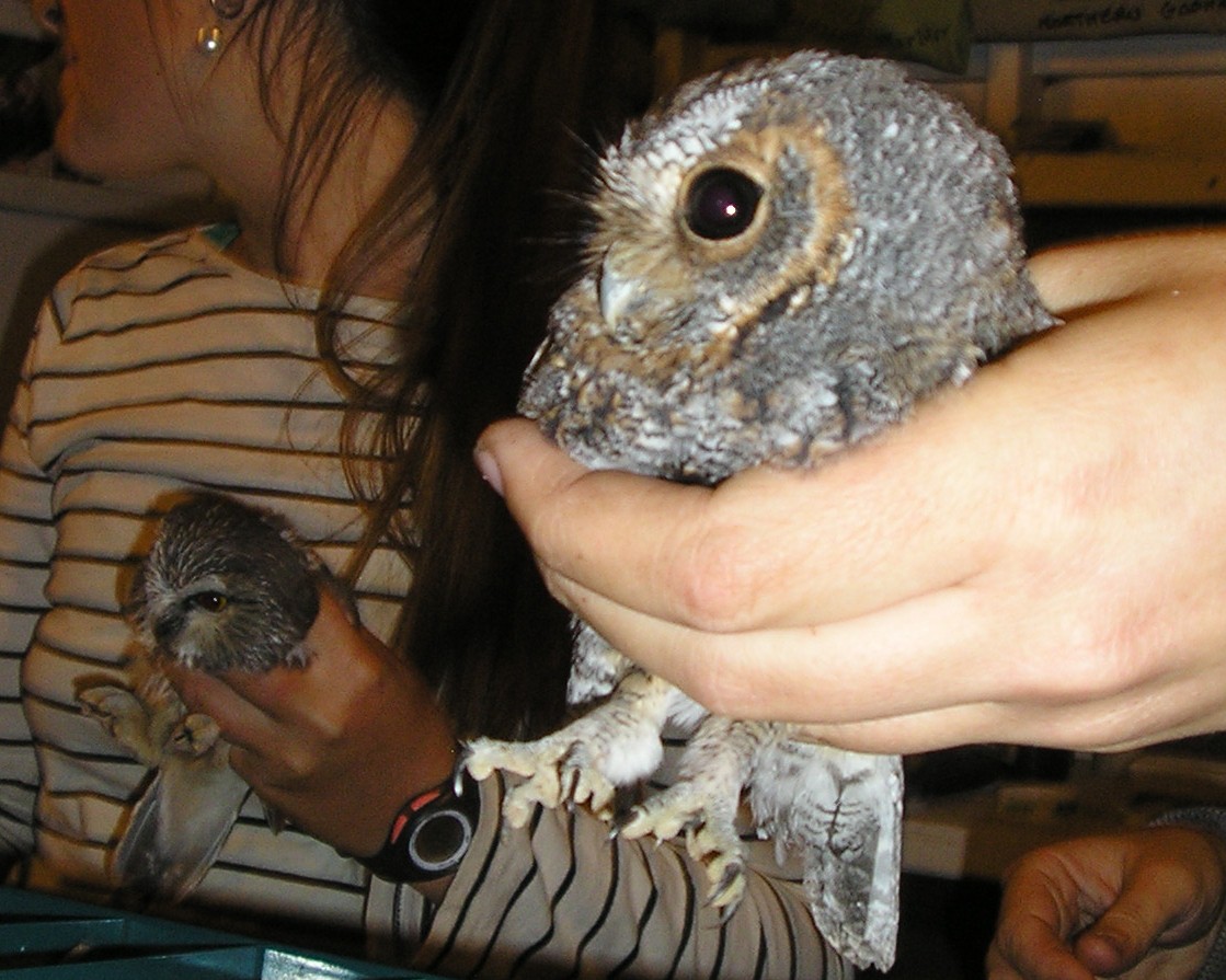Birding Is Fun!: The Talbot Family Visits the Idaho Bird Observatory