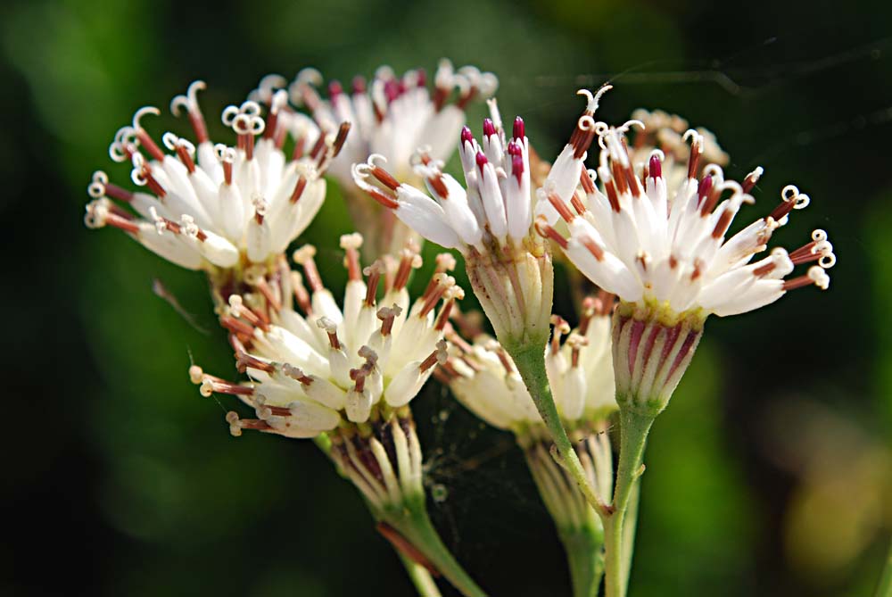 Space Coast Wildflowers: Wildflower Portraits