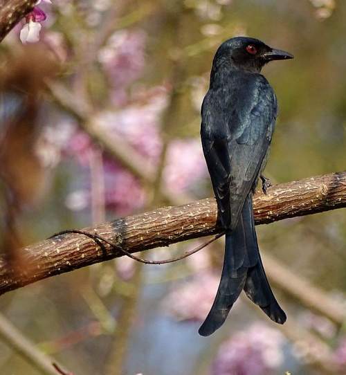 Ashy drongo | Birds of India | Bird World