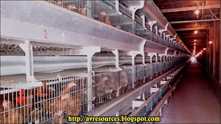 Agro Vista Resources: Layered Chicken Farming For Commercialization