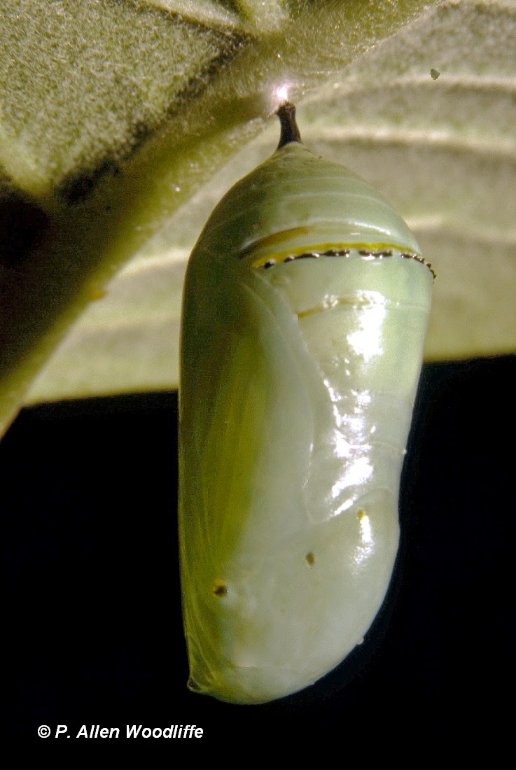 Nature Nuggets: Life and death in the back yard