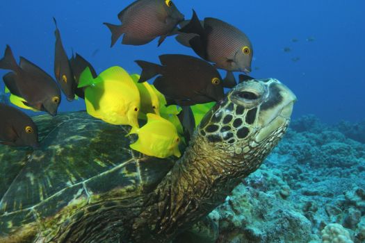 ALL PICTURES: Turtle with a beautiful fish