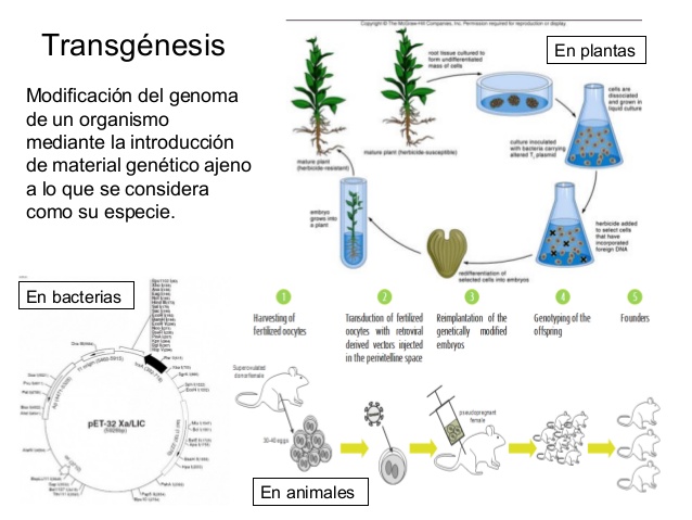 Desde las gavetas de mi escritorio: Transgénesis: tecnología genética ...