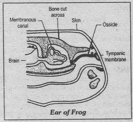Notes Guide Book: Write a note on the ear of frog.