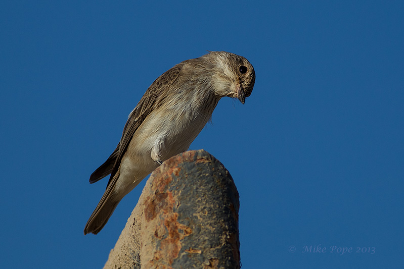 Kuwait Birding: Qaruh Island
