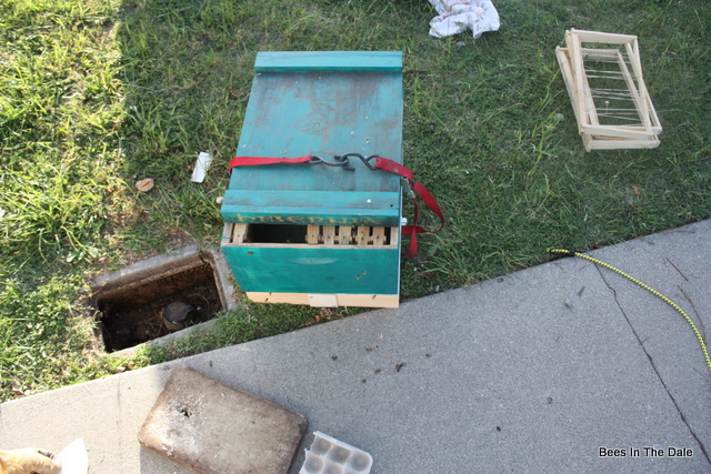 The Buzz In The Dale: Ceebs Water Meter Bees