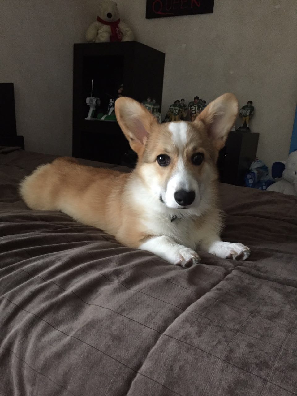 Pembroke Welsh Corgi Mexico: Welsh Corgi Pembroke Cachorros