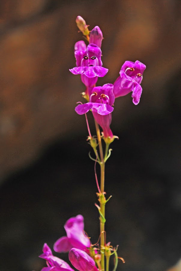 Wildflowers of the Wasatch Mountains and Bear River Range: Key to Penstemon