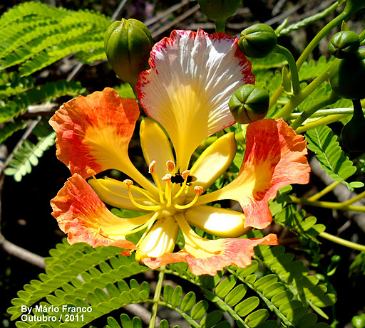 Meu Cantinho Verde: FLAMBOYANT - ( Delonix regia )