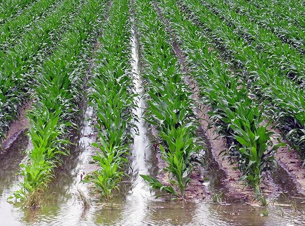 Baby Corn Production Guide