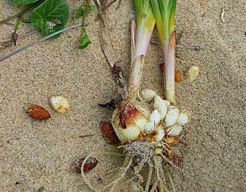Gladiolus cultivation - General Agriculture