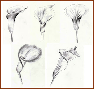 Weekly : Doodles and tuts: How to draw a Calla Lily - Method 1