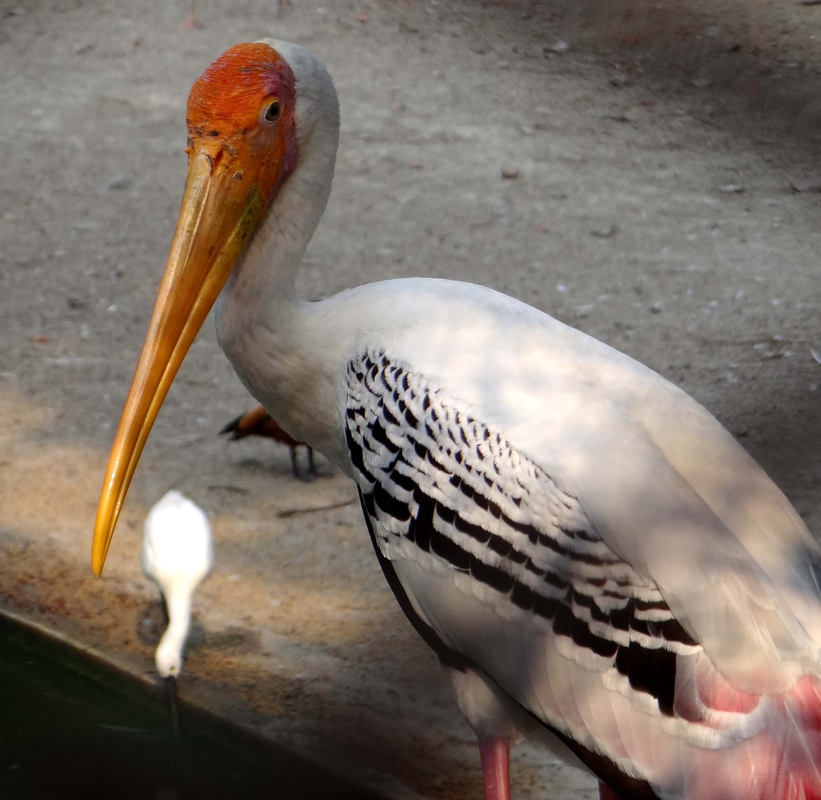 Footloose: 12. Back to the roots : A trip to Lucknow