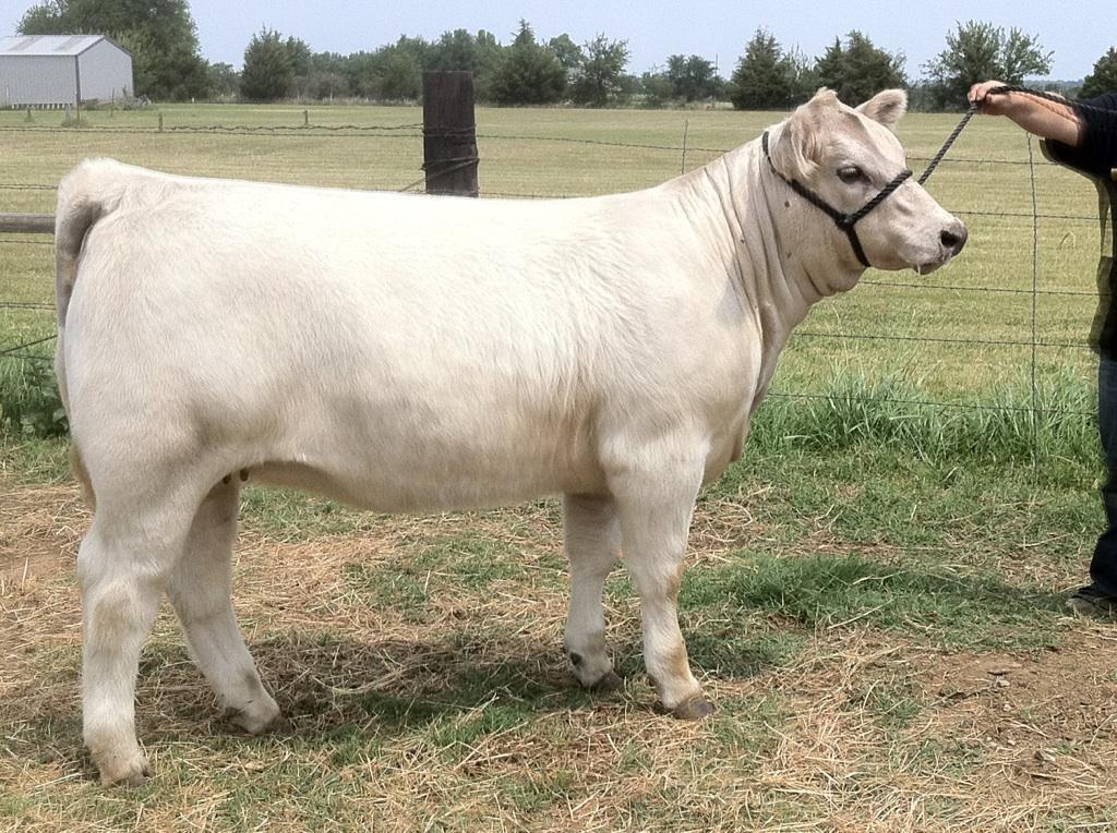 DIAMOND G CATTLE CO.: Troubadour x Slow Burn heifer