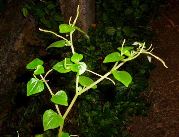 Pepper Elder - Wathura Gas | SL Flora