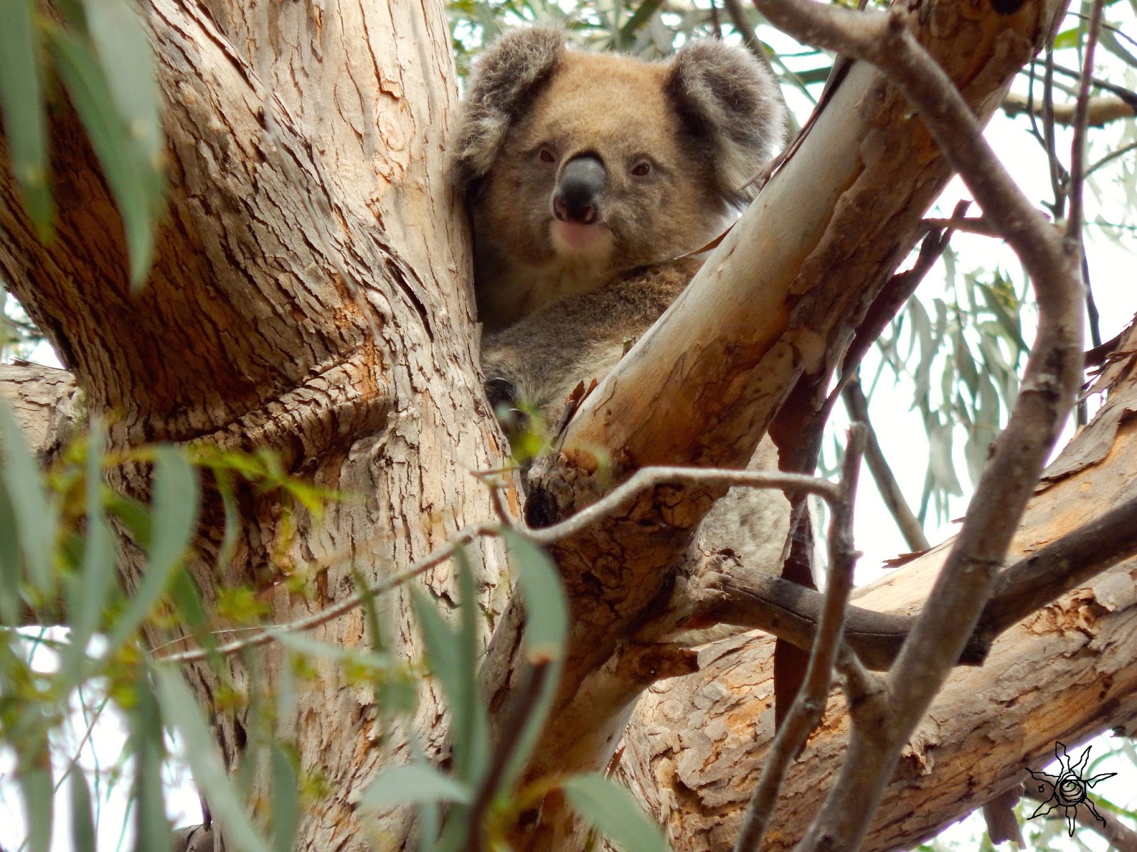 The Joyful Sun Diaries: TRACKED DOWN THE THE WILD KOALAS OF KANGAROO ISLAND