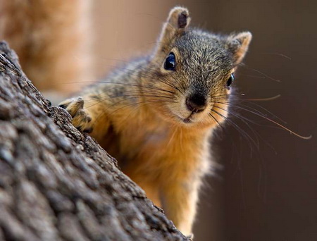 Cute Squirrels doing cute things