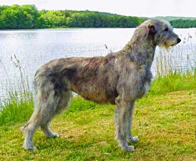 Lebrel escocés | WIKI PERROS