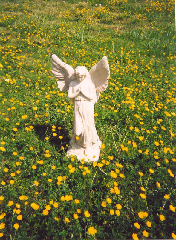 Angels for You: Buttercups - An Angel Message