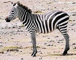 Animals: Zebra