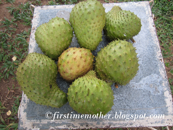 Guyabano Fruit , Neighbors Claim, and Other Stories | First-Time Mom
