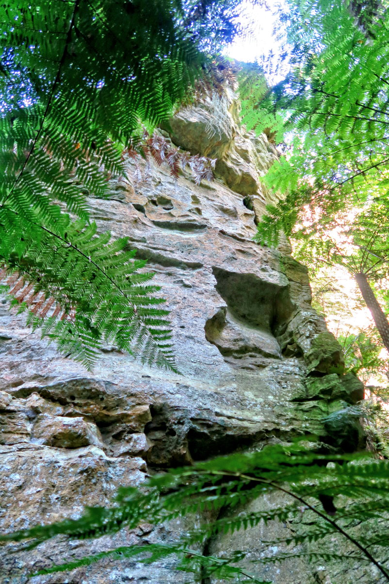 Mountains: Dicksonia Forest Ravine, NSW Blue Mts, Australia
