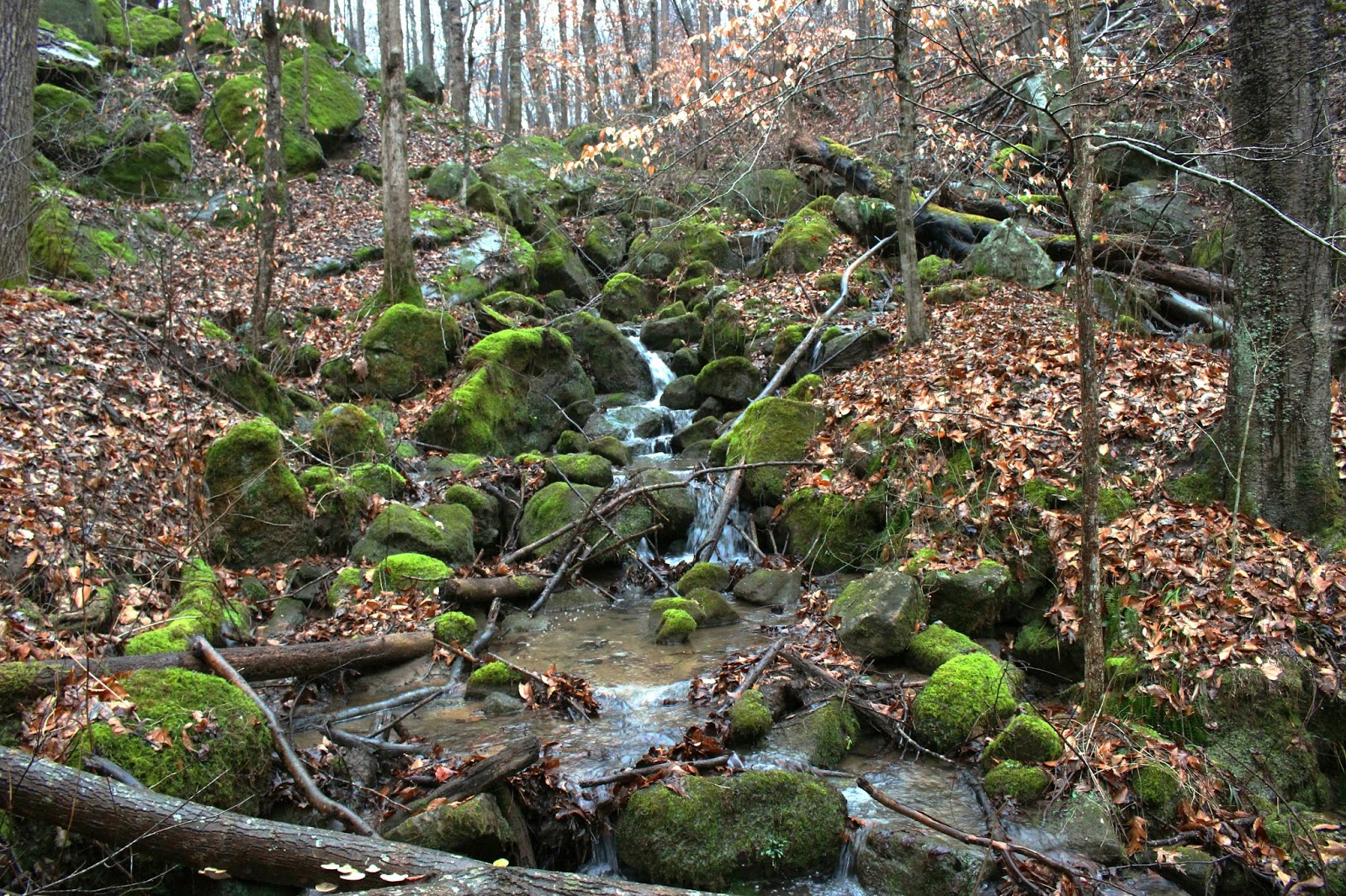 Cumberland Gal: 2017 Sink Hole Research Continues